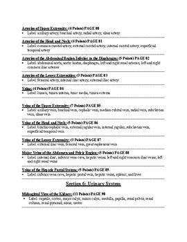 Anatomy Drawings Rubric 103 By Athletic Therapies And Care LLC TPT