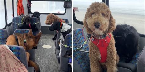 Il Video Virale Dei Cani Pendolari Sul Bus In Alaska Pubblicato Su