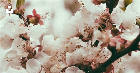 꽃이 만발한 나뭇 가지는 아름 다운 흰 꽃으로 덮여 있습니다 사진 Unsplash의 무료 이미지