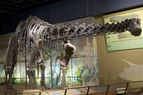 Long Neck Dinosaurs Names And Characteristics Science Trends