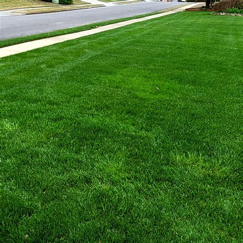 Lesco All Pro Transition Tall Fescue Seed Blend Siteone Us