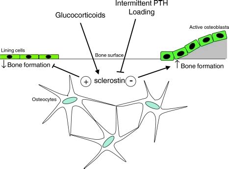 Sclerostin Inhibitors Promotes Bone Growth And Protects Against Cartilage Degradation