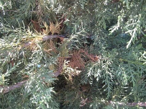 Juniper Trees With Browning At The Center