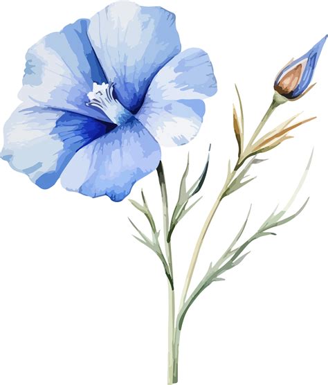 Linaza Flor Clipart Diseño Ilustración 46340469 Png