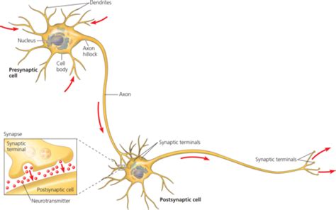 Biol Section Neurons And The Nervous System Flashcards Quizlet