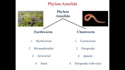 Diagram Of Phylum Annelida Quizlet