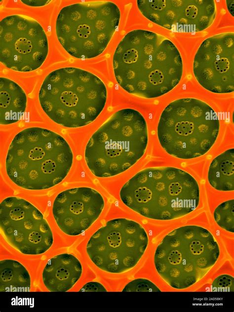 Coloured Scanning Electron Micrograph Sem Of Marine Centric Diatom