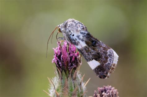 Acontia Lucida Polinizadores