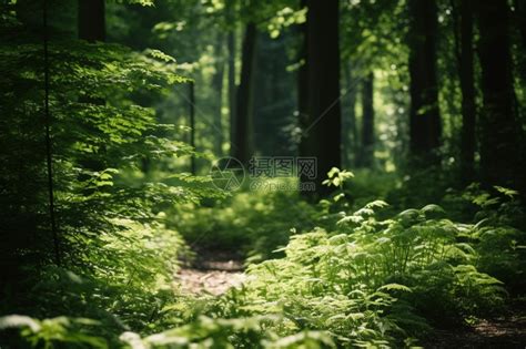 夏季森林的美丽景观高清图片下载 正版图片600387434 摄图网