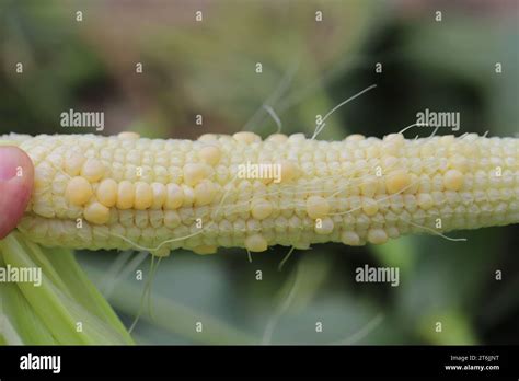 Corn Cob With Low Number Of Kernels Through Poor Pollination Stock
