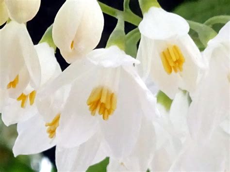 Styrax Obassia
