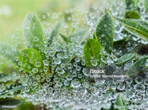 거미줄은 물방울로 덮여 아름답고 고요한 장면을 연출합니다 거미줄은 분홍색 꽃으로 둘러싸여 있어 이미지에 색감을 더합니다 0명에 대한 스톡 사진 및 기타 이미지 Istock