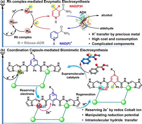 赵亮段春迎团队jacs：配位胶囊介导仿生电合成新策略 大连理工大学化工学院（新）