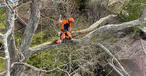 Common Signs Your Trees Need Deadwood Pruning By Midwest Tree Surgeons