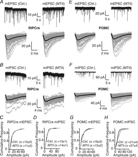 Effects Of Mtii On Spontaneous Synaptic Events Ripcre Download