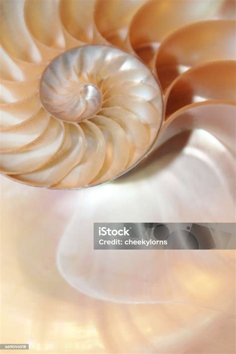 노틸러스 쉘 피보나치 대칭 횡단면 나선형 구조 성장 황금 비율 조개 절반 슬라이스 자연에 대한 스톡 사진 및 기타 이미지 Istock