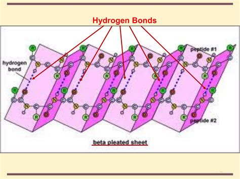 The Three Dimensional Structure Of Proteinspdf