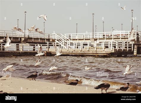 Der längste Pier von Sopot molo in Europa Ostsee und Sonne Möwen