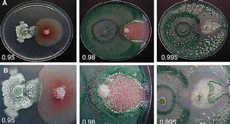In Vitro Antagonistic Activity Of Trichoderma Harzianum Against