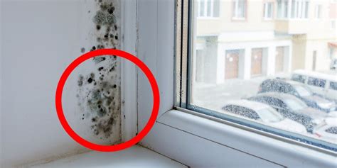 헉 아무리 닦아도 베란다 곰팡이 이렇게 해결했어요 숨고