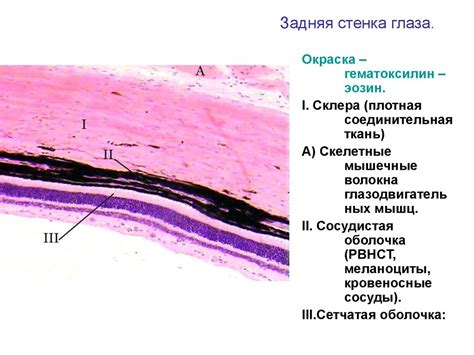 Морфология анализатора зрения Препарат задняя стенка глаза