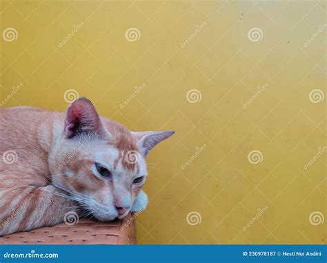 Cute But Lazy Cat Stock Image Image Of Background Yelow 230978187