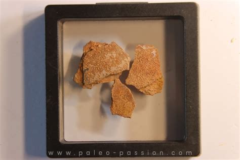 Dinosaur Egg Shell Megaloolithus From Dinosaur Titanosaure Hypselosaurus