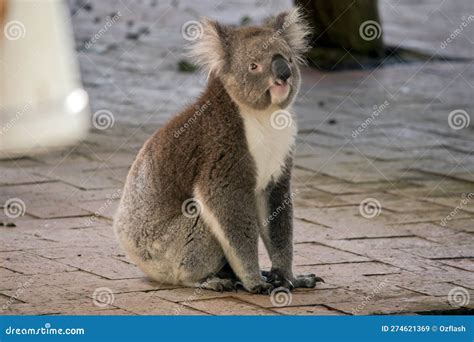 The Koala Is Sitting On Bricks Stock Image Image Of Australian Furry