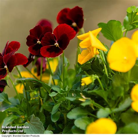 Viola Ruby And Gold Mix Dobies