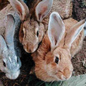 How To Check If Rabbitmq Is Working A Step By Step Guide