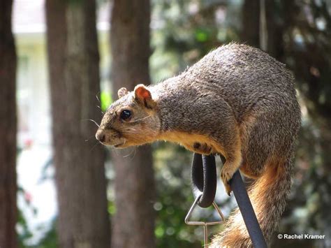 10 Squirrel Proof Bird Feeders To Make Your Garden Safer