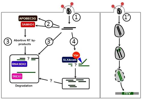 Vpr Induced Slx4 Complex Activation Promotes Escape From Innate Immune