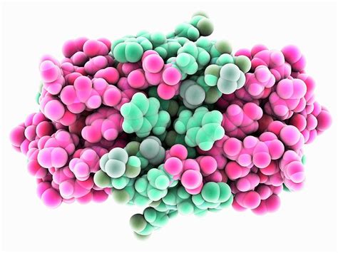 Covalent Insulin Dimer Molecule Photograph By Laguna Design Science Photo Library Pixels