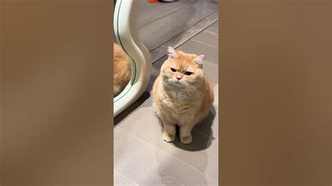 你们都玉米几呀？ 想知道大家玉米几 萌宠出道 胖猫猫 Youtube