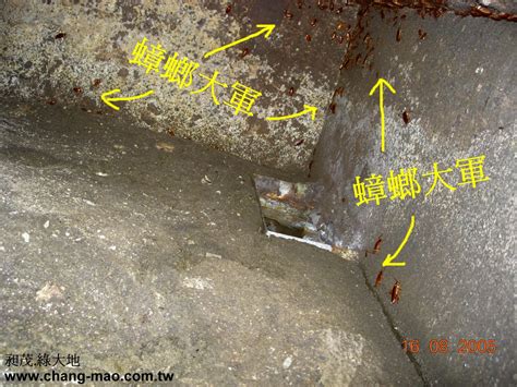 化糞池因為食物 水肥 多溫暖潮濕所以原本就躲藏不少蟑螂但自從油脂加入便便戰局後蟑螂變得比以前更多講真的我開始懷念以前那個單純的茅坑了