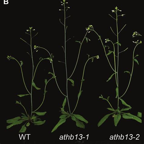 Athb13 Mutant Plants Exhibit Longer Inflorescence Stems And Shorter