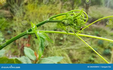 Fertilization Squash Seedlings Bottles With Agent Against Plant