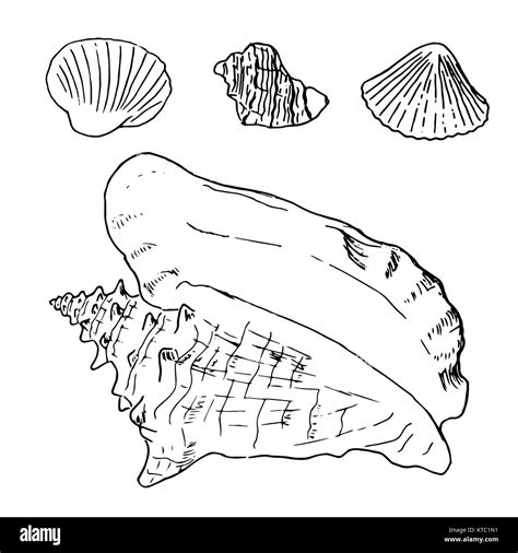 Set Of Various Beautiful Mollusk Sea Shells Sketch Illustration Stock