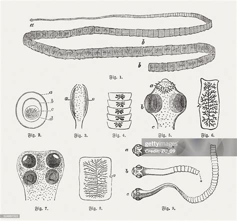 Tapeworms Wood Engravings Published In 1882 High Res Vector Graphic