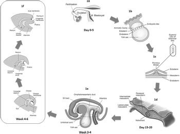 Embryological Development Of The Internal And External Female Genitalia