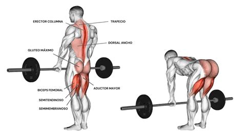 Peso Muerto Músculos Implicados Y Beneficios Para Tu Entrenamiento