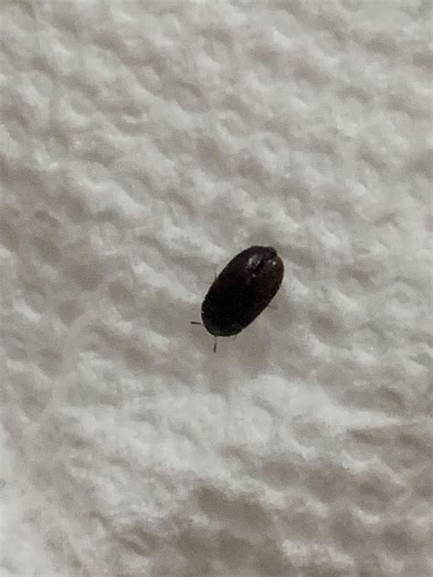 Is This A Bed Bug Or Something Else R Bedbugs