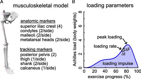 Exercise Progression To Incrementally Load The Achilles Tend