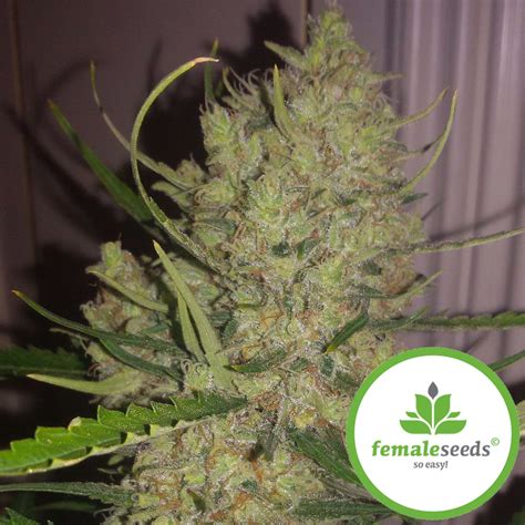 sexbud leafly