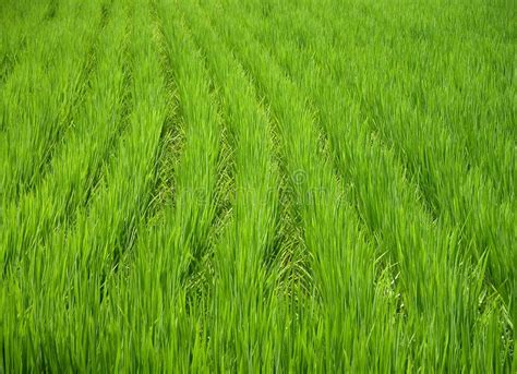 Green Texture A Rice Field Texture Browse My Affiliate Texture