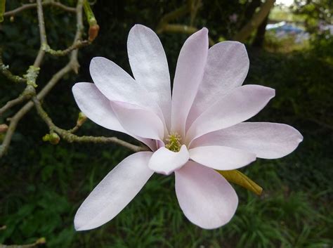 12 tipos de magnolias Guía completa