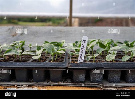 Yellow Squash Seedlings