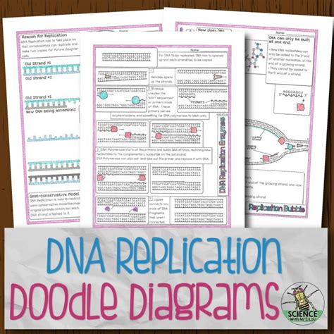 Dna Replication Doodle Diagrams Store Science And Math With Mrs Lau