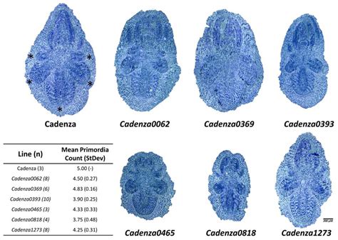 Primordia Imaging In Lower Root Number Mutants Longitudinal Cross