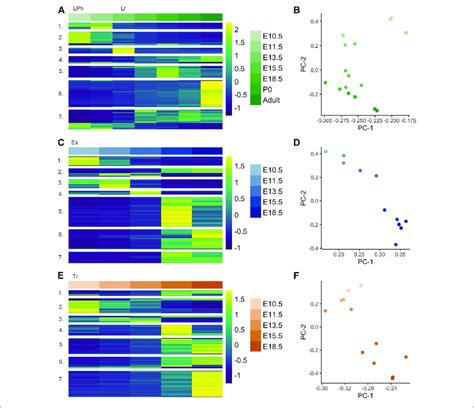 Hierarchal Clustering Of Gene Modules Within Developing Larynx